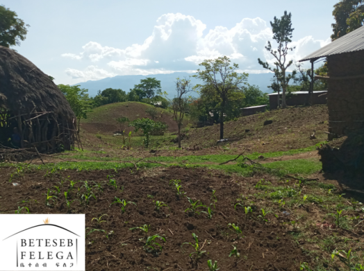 Database Guide | Beteseb Felega | Ethiopian Adoption Connection