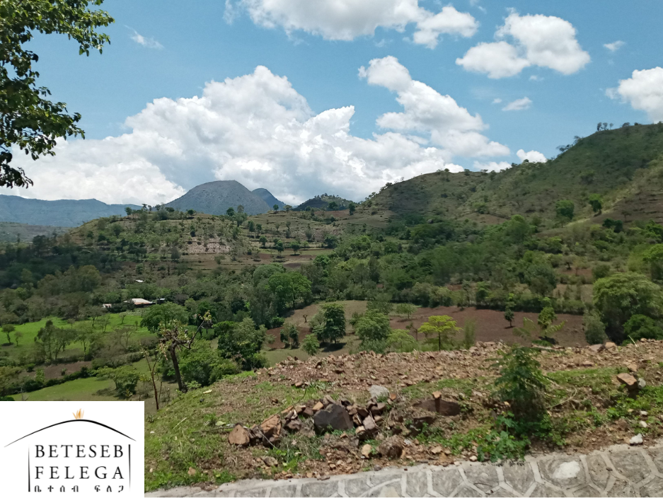 Database Guide | Beteseb Felega | Ethiopian Adoption Connection